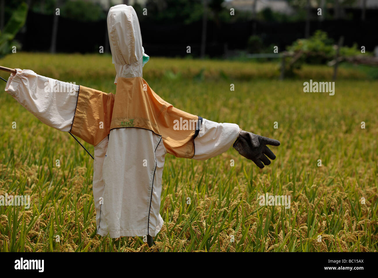 Crow stands in field hi-res stock photography and images - Alamy