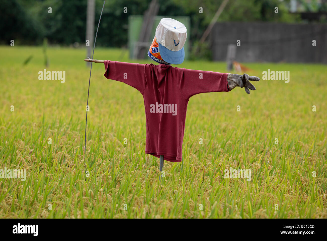 Scarecrow stands in race filed Stock Photo - Alamy