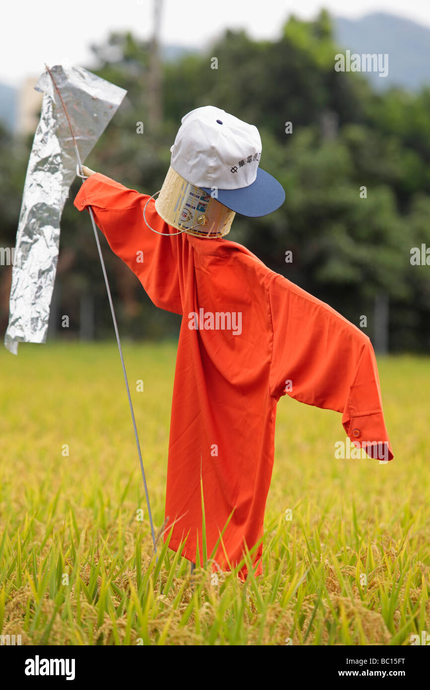Scarecrow stands in race filed Stock Photo - Alamy