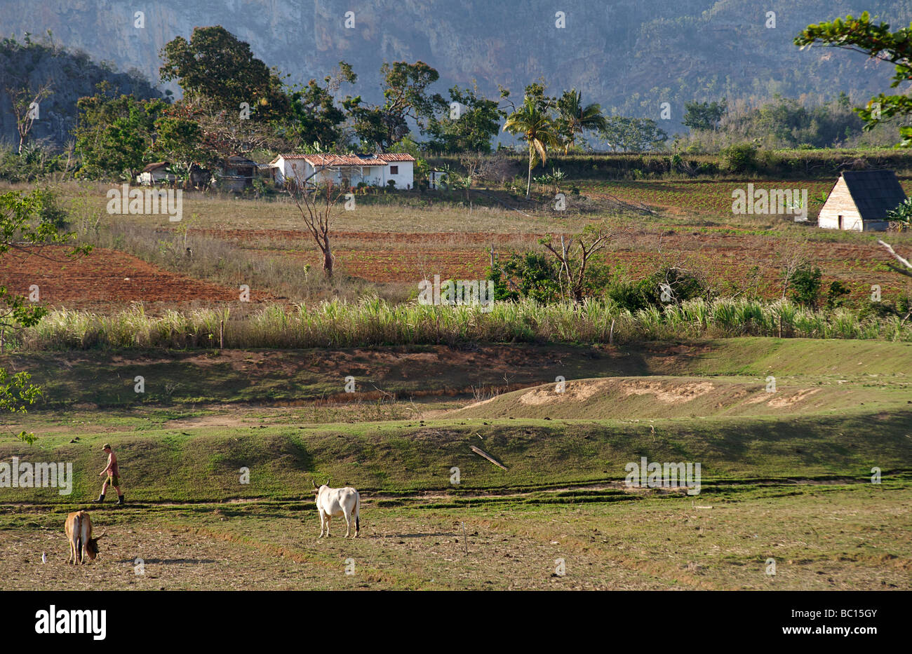 Cuban rural scene hi-res stock photography and images - Alamy