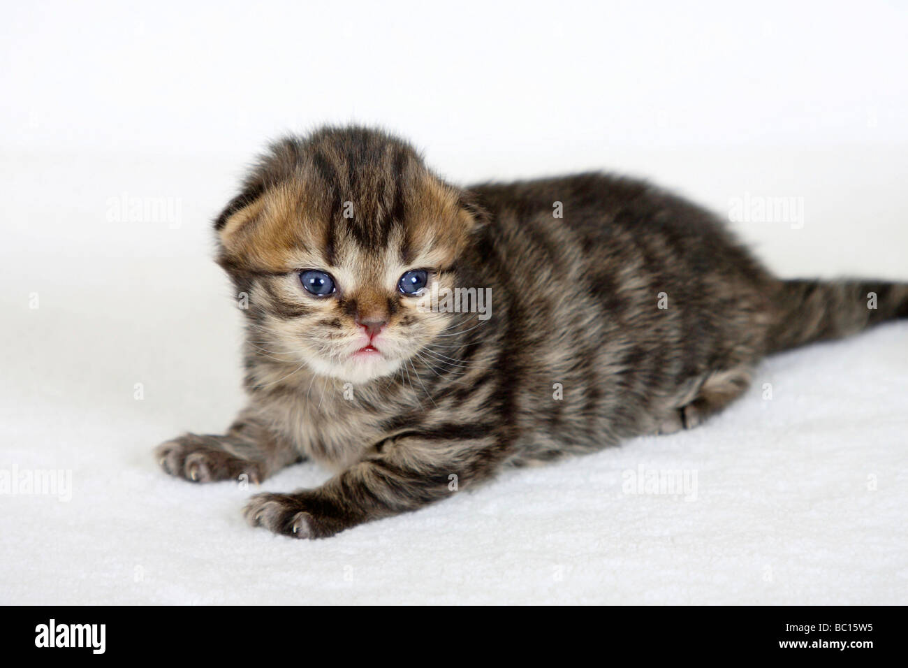 British Longhair Cat kitten 2 weeks black golden tabby Highlander ...