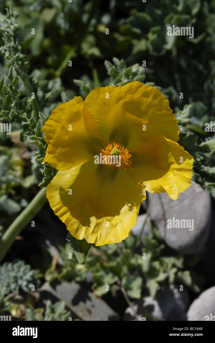 Yellow Horned Poppy Stock Photo - Alamy