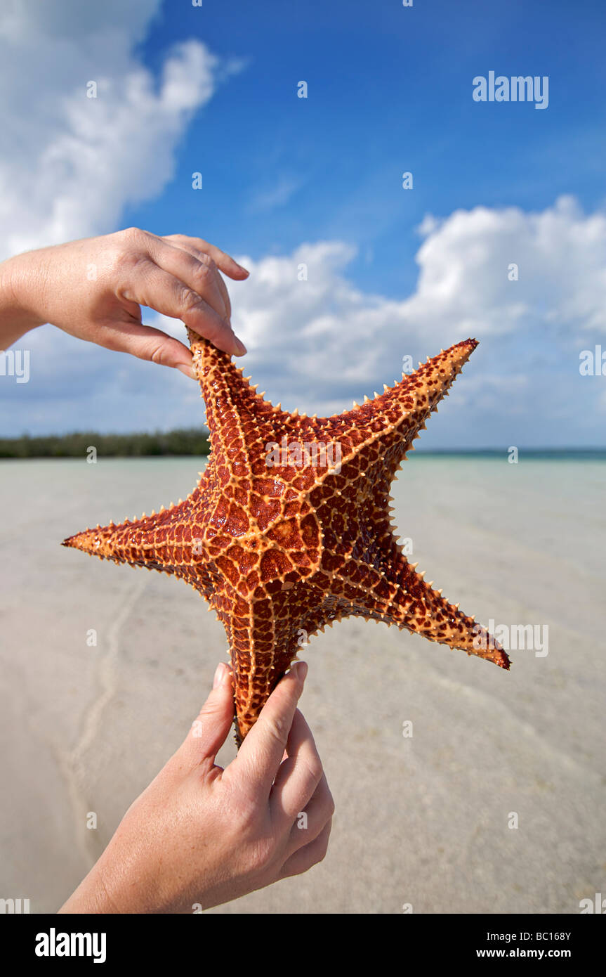 Cayo jutias starfish hi-res stock photography and images - Alamy
