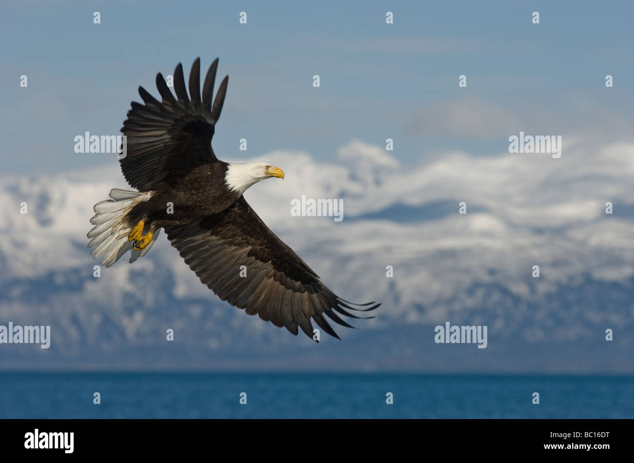 American bald eagle hi-res stock photography and images - Alamy