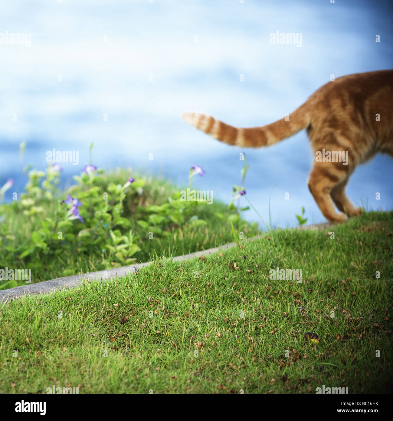 The tail end of a cat Stock Photo - Alamy