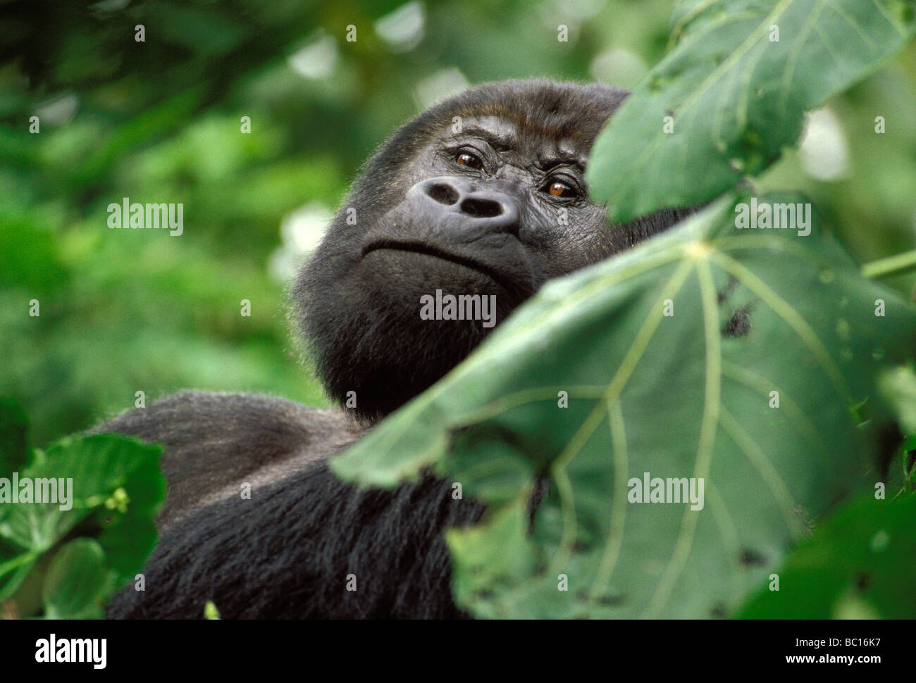 Silverback mountain gorilla in Virunga National Park, Africa Stock ...