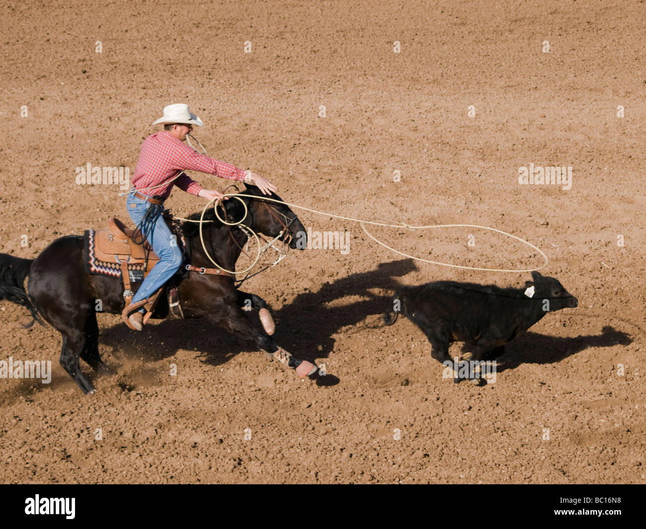A calf roping competitor at work in the Tucson Rodeo Stock Photo - Alamy