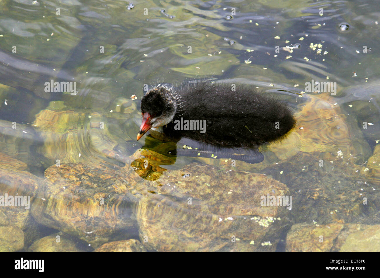 Young Eurasian Coot Chick, Fulica atra, Rallidae Stock Photo - Alamy