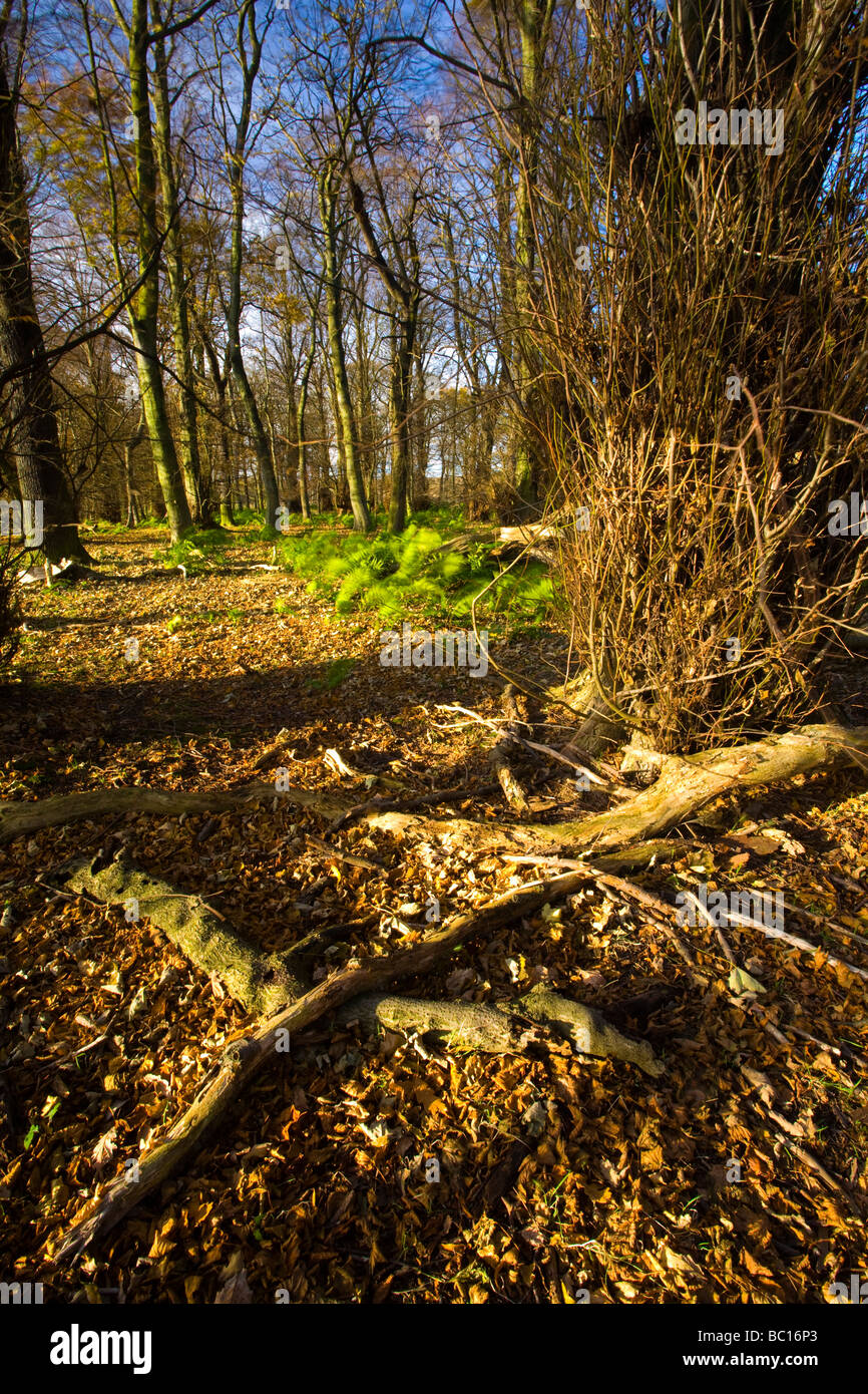 Gosforth newcastle hi-res stock photography and images - Alamy