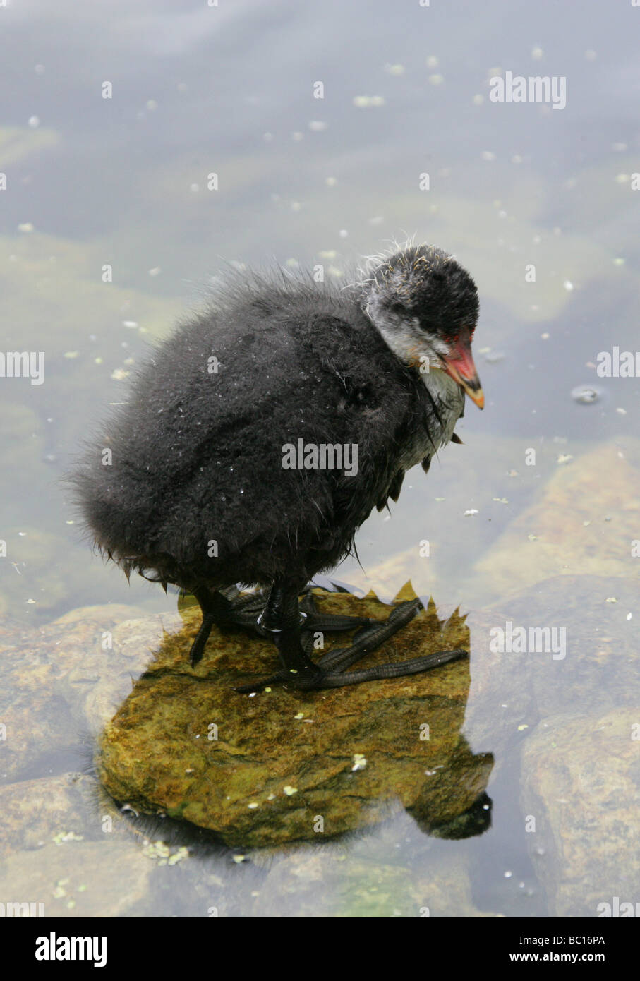 Young Eurasian Coot Chick, Fulica atra, Rallidae Stock Photo - Alamy