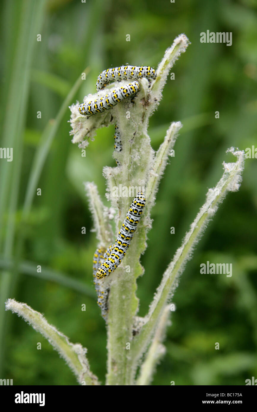 Mullein pest hi-res stock photography and images - Alamy