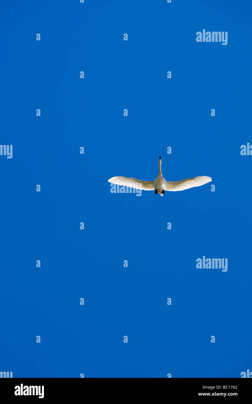 Flying deep hi-res stock photography and images - Alamy