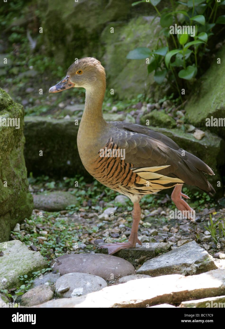 Plumed birds hi-res stock photography and images - Alamy