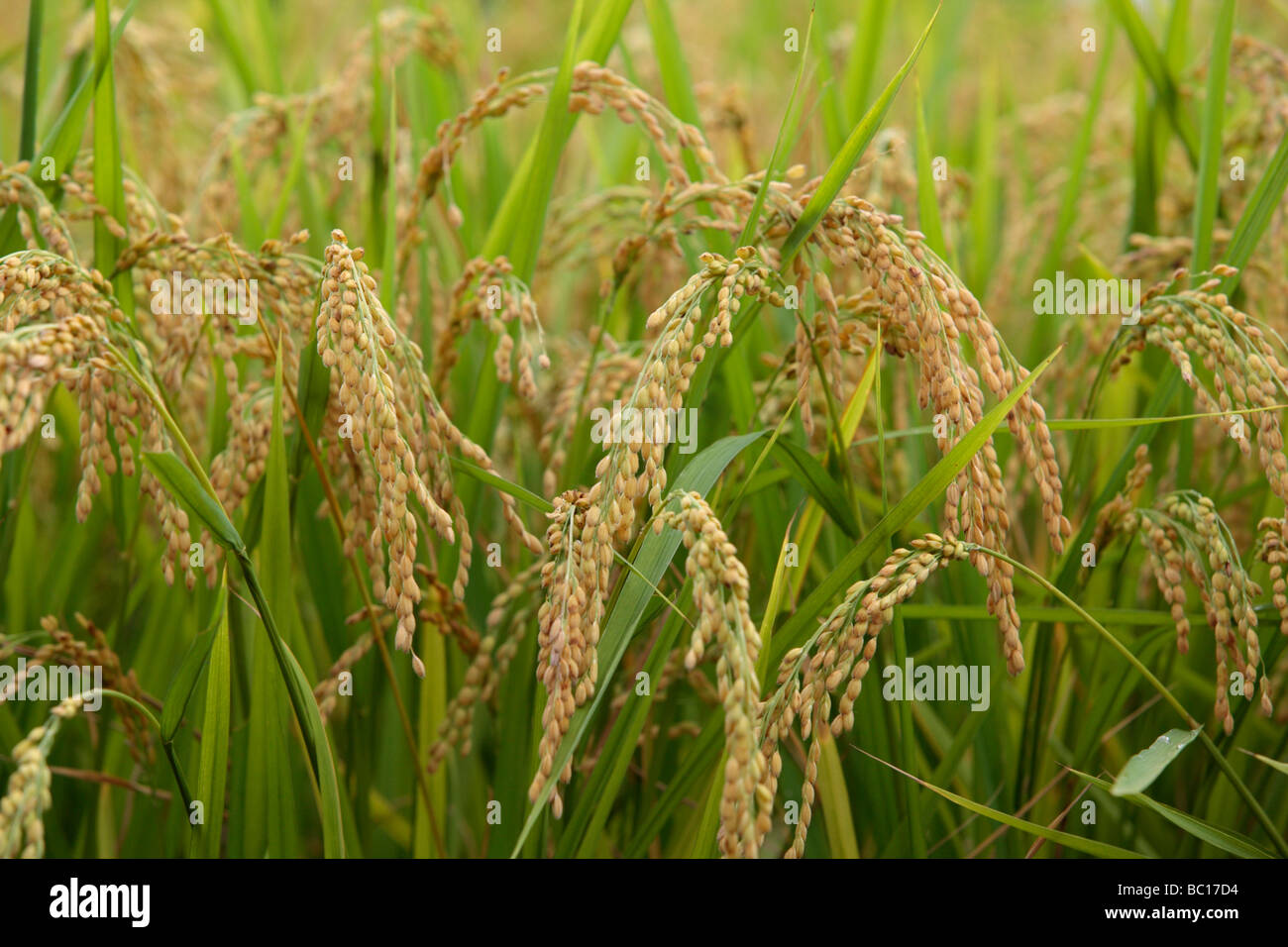 Rice grows in field Stock Photo - Alamy