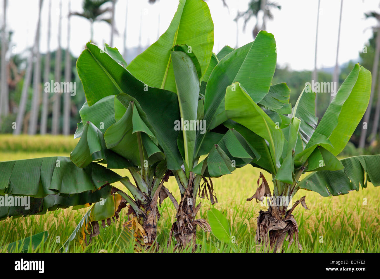 Banana tree grows in field Stock Photo - Alamy