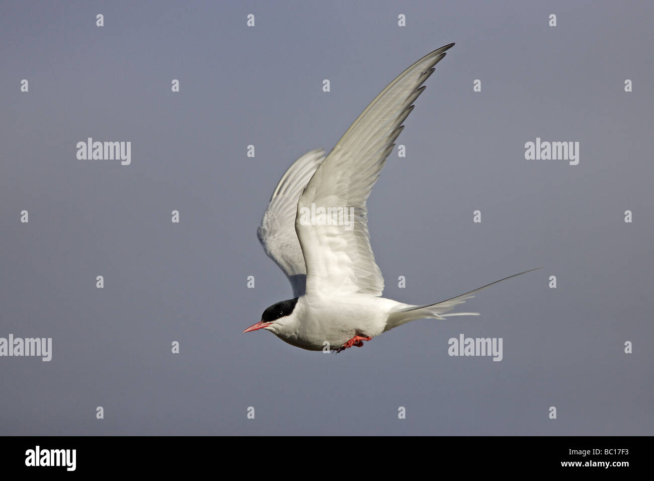 Arctic Tern in flight Stock Photo - Alamy
