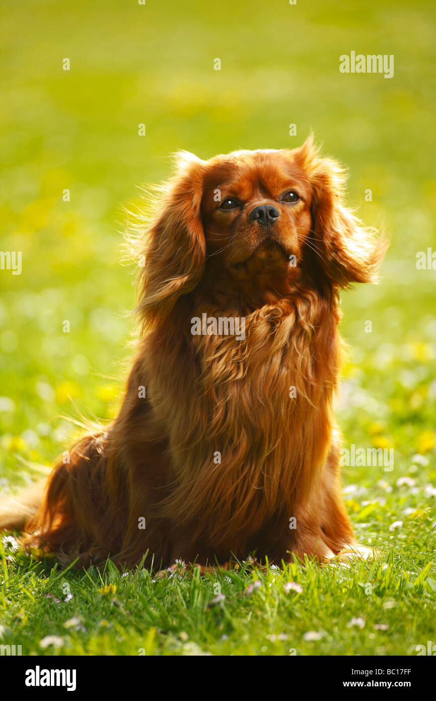 Cavalier King Charles Spaniel ruby Stock Photo - Alamy