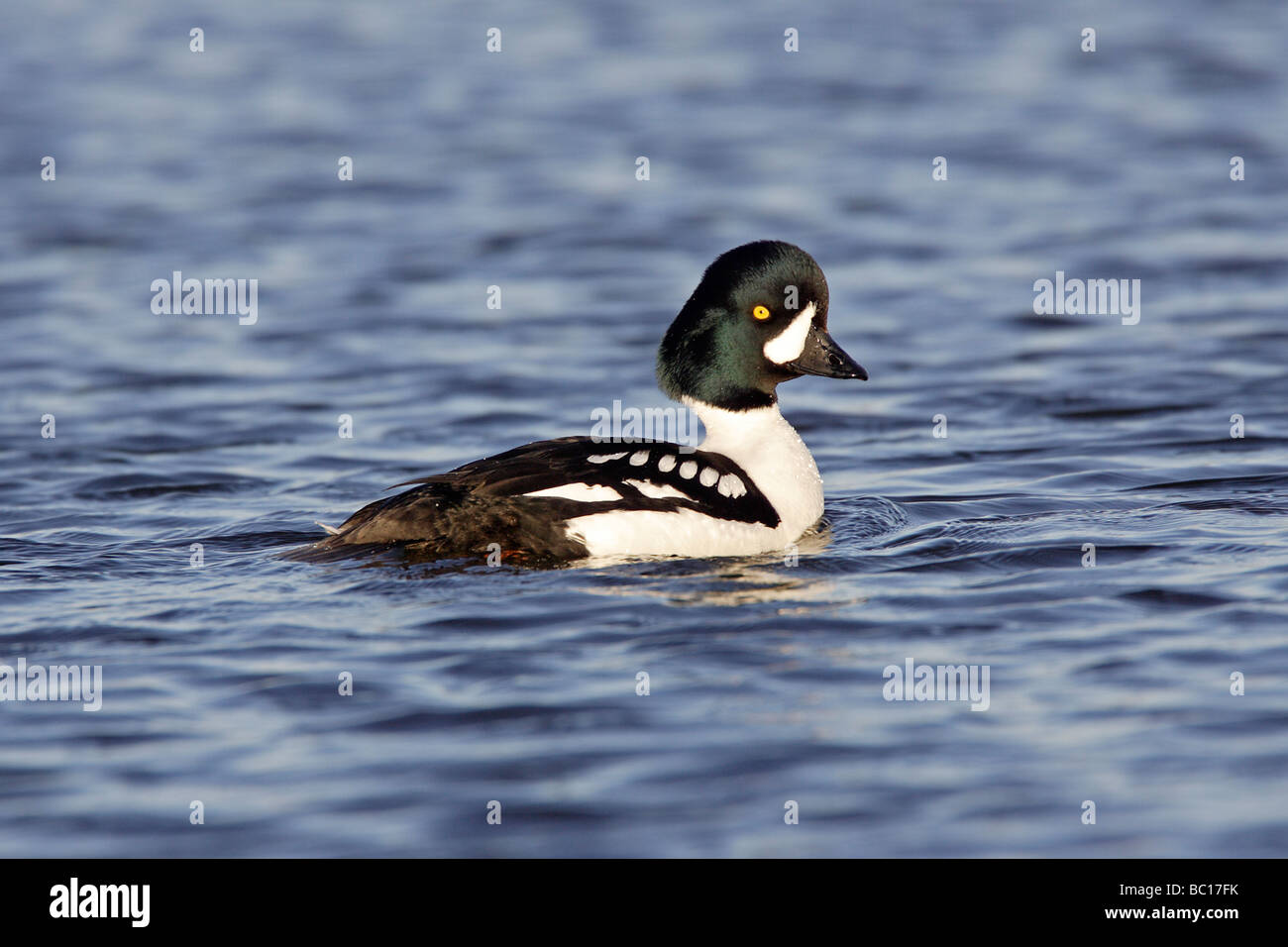 Male Barrow's Goldeneye Stock Photo - Alamy