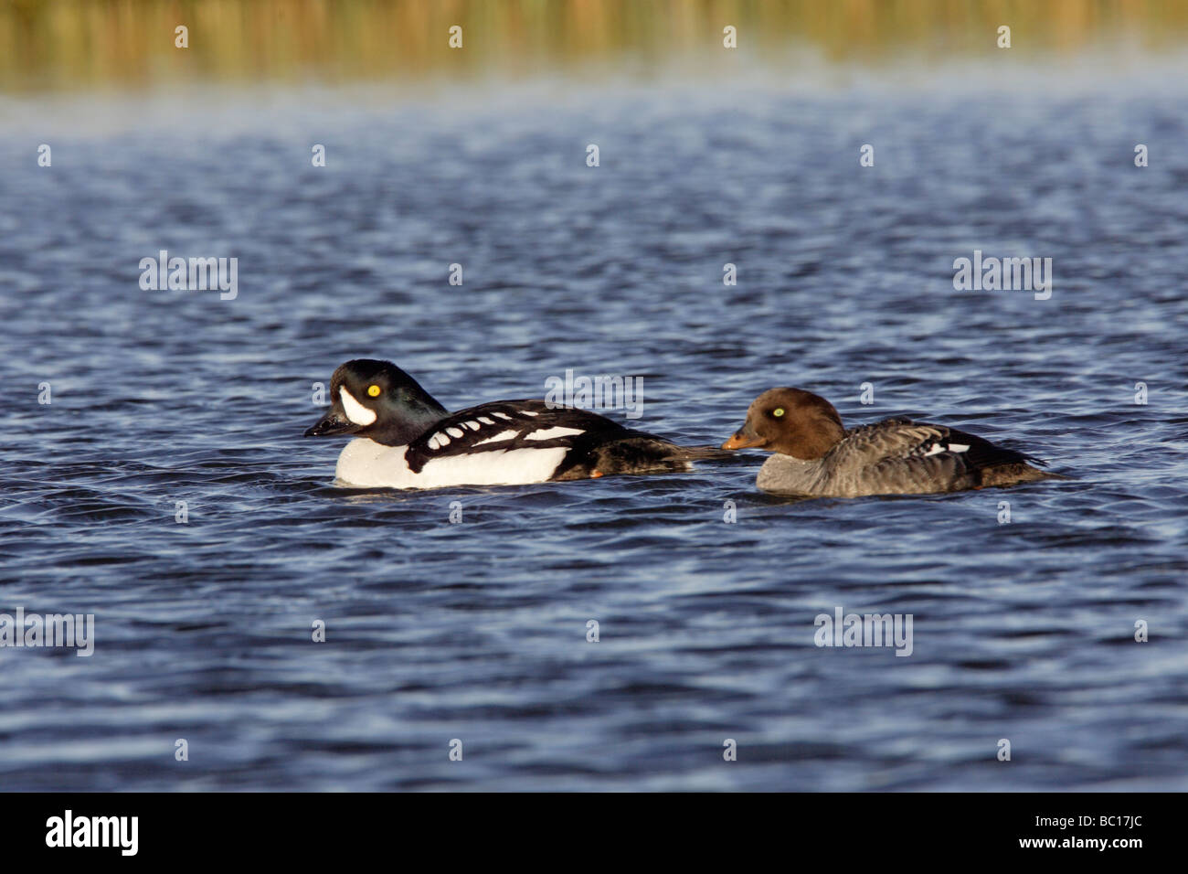 Male and Female Barrow's Goldeneye Stock Photo - Alamy