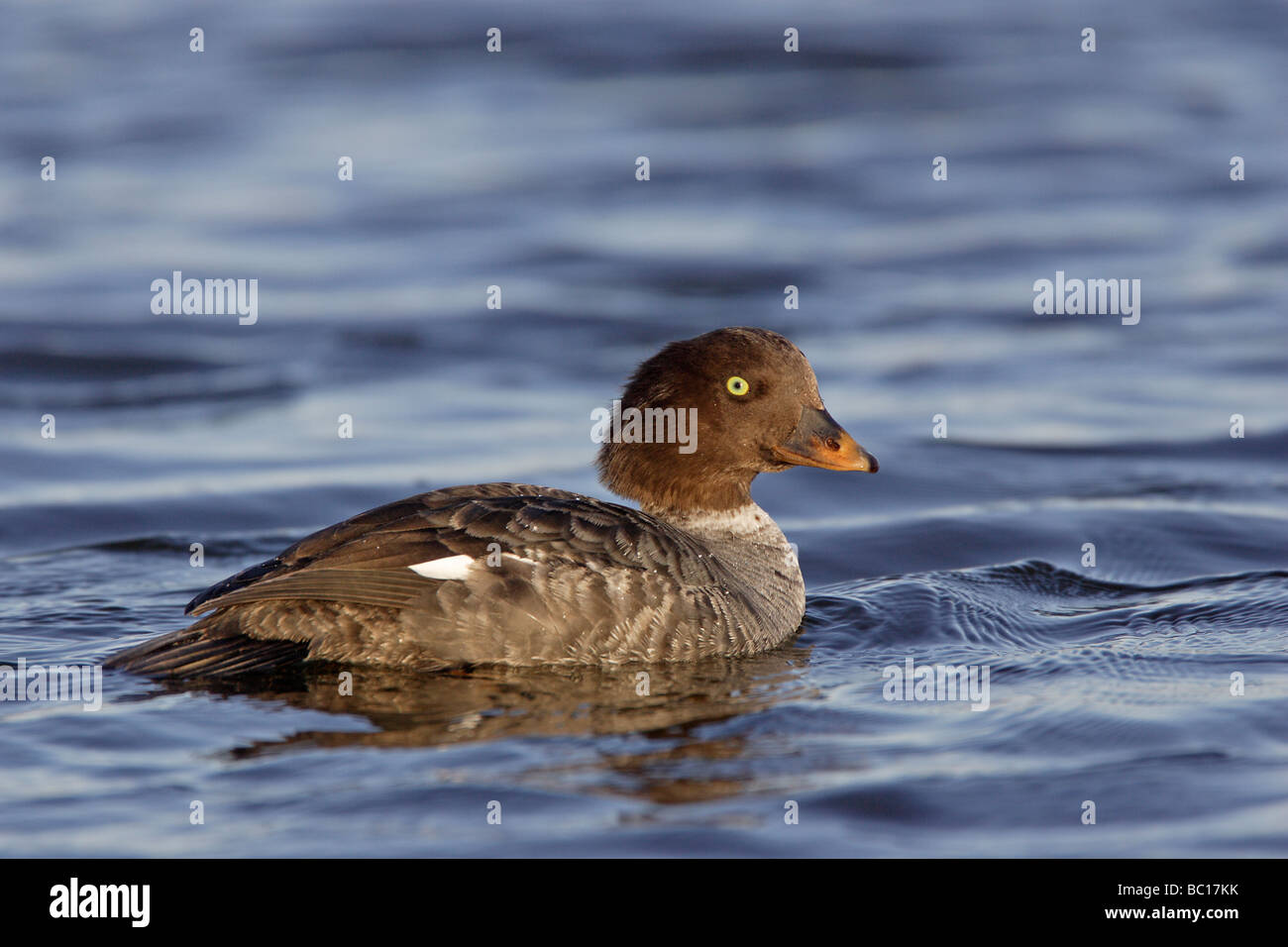 Female goldeneye duck hi-res stock photography and images - Alamy