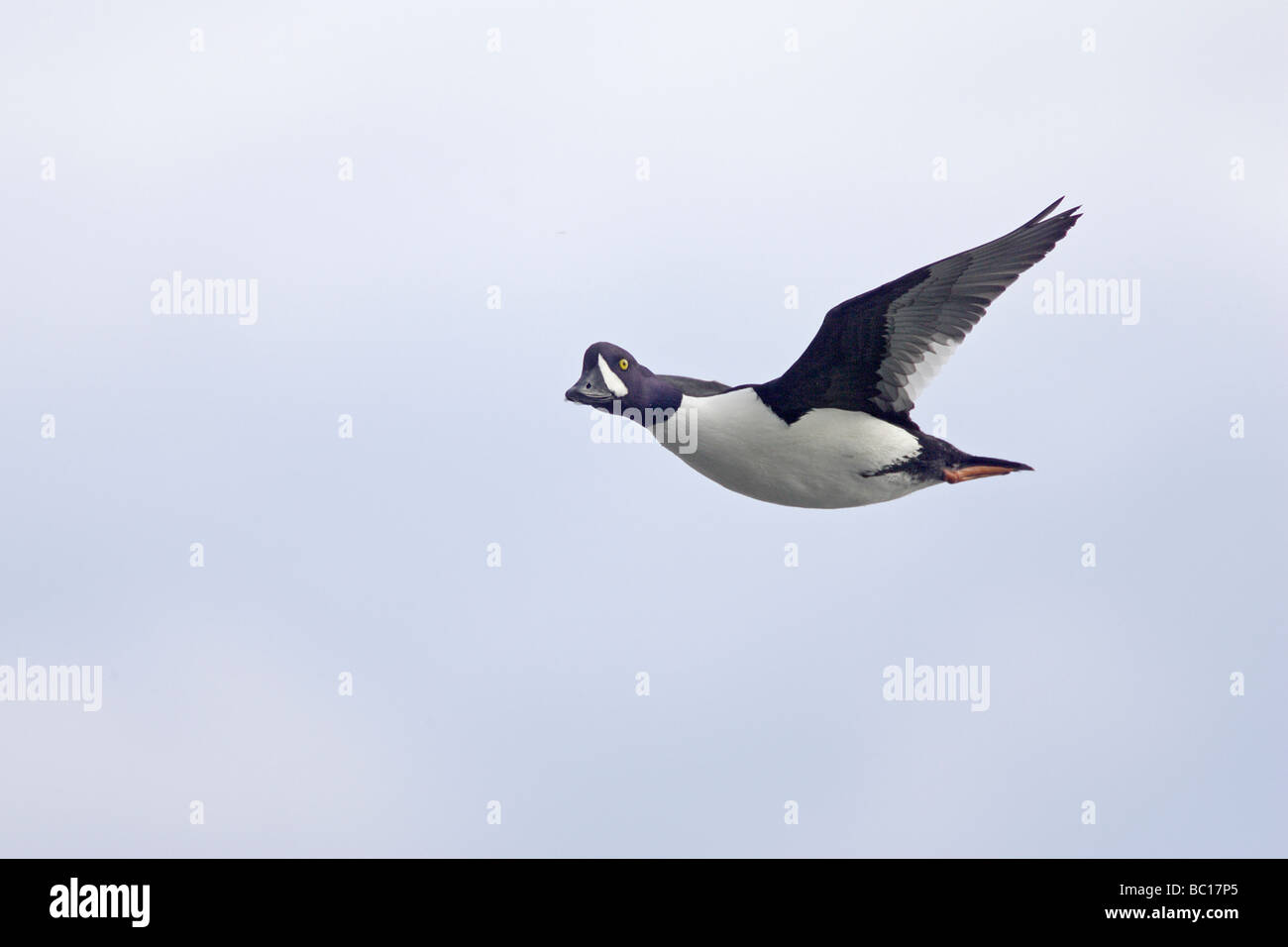 Male Barrow's Goldeneye flying Stock Photo - Alamy