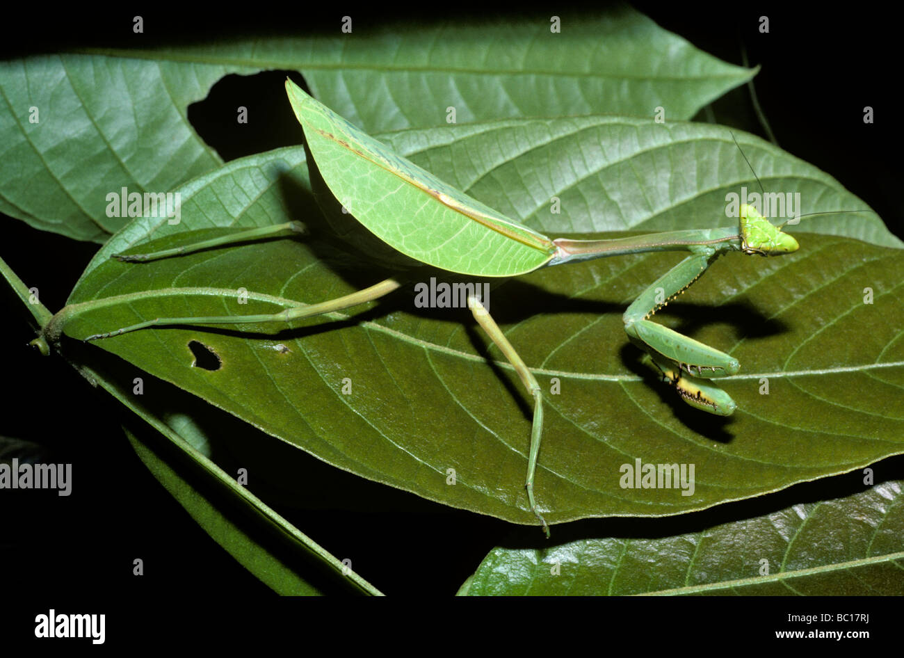 Peru praying hi-res stock photography and images - Alamy
