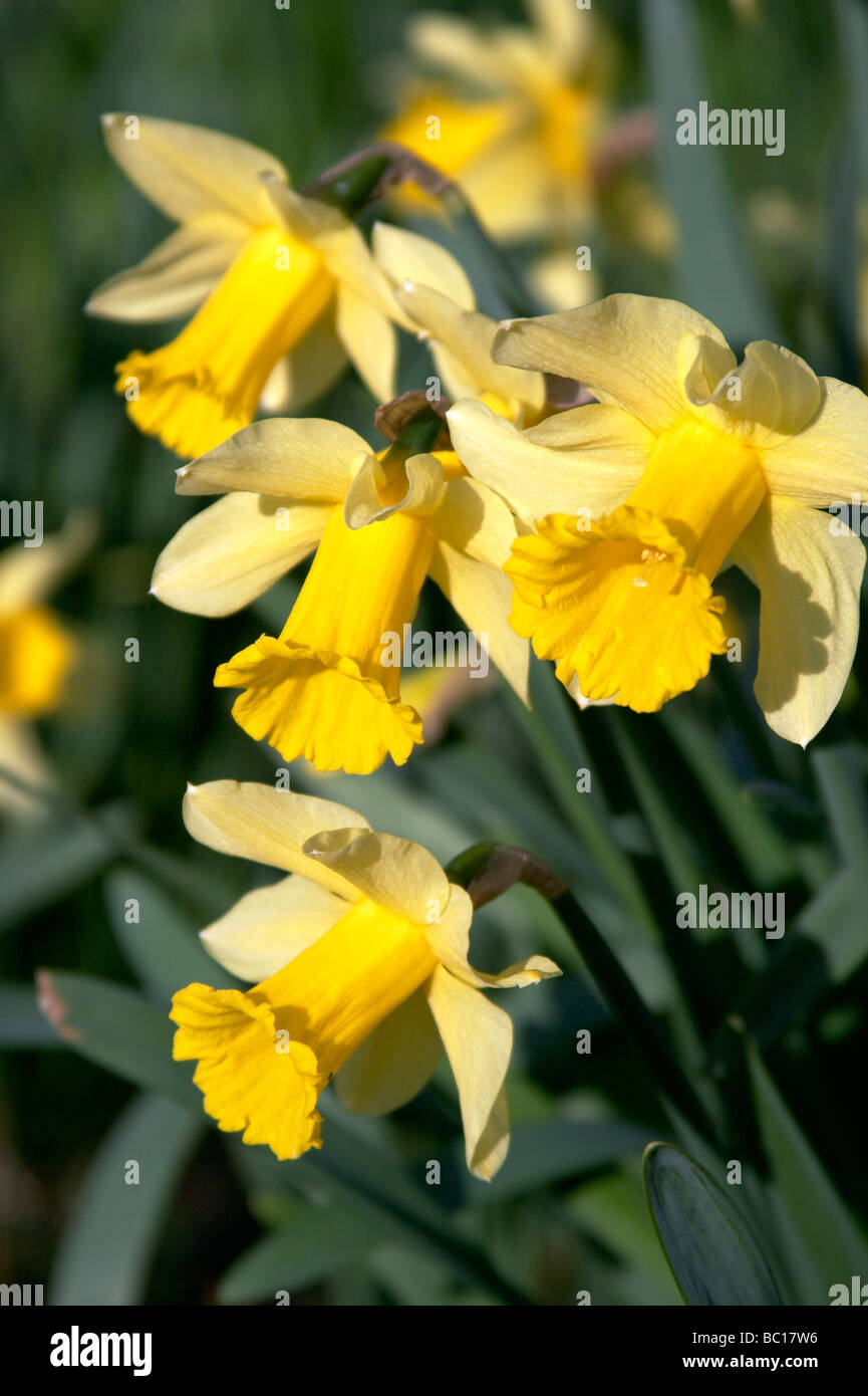 Grasmere daffodils hi-res stock photography and images - Alamy