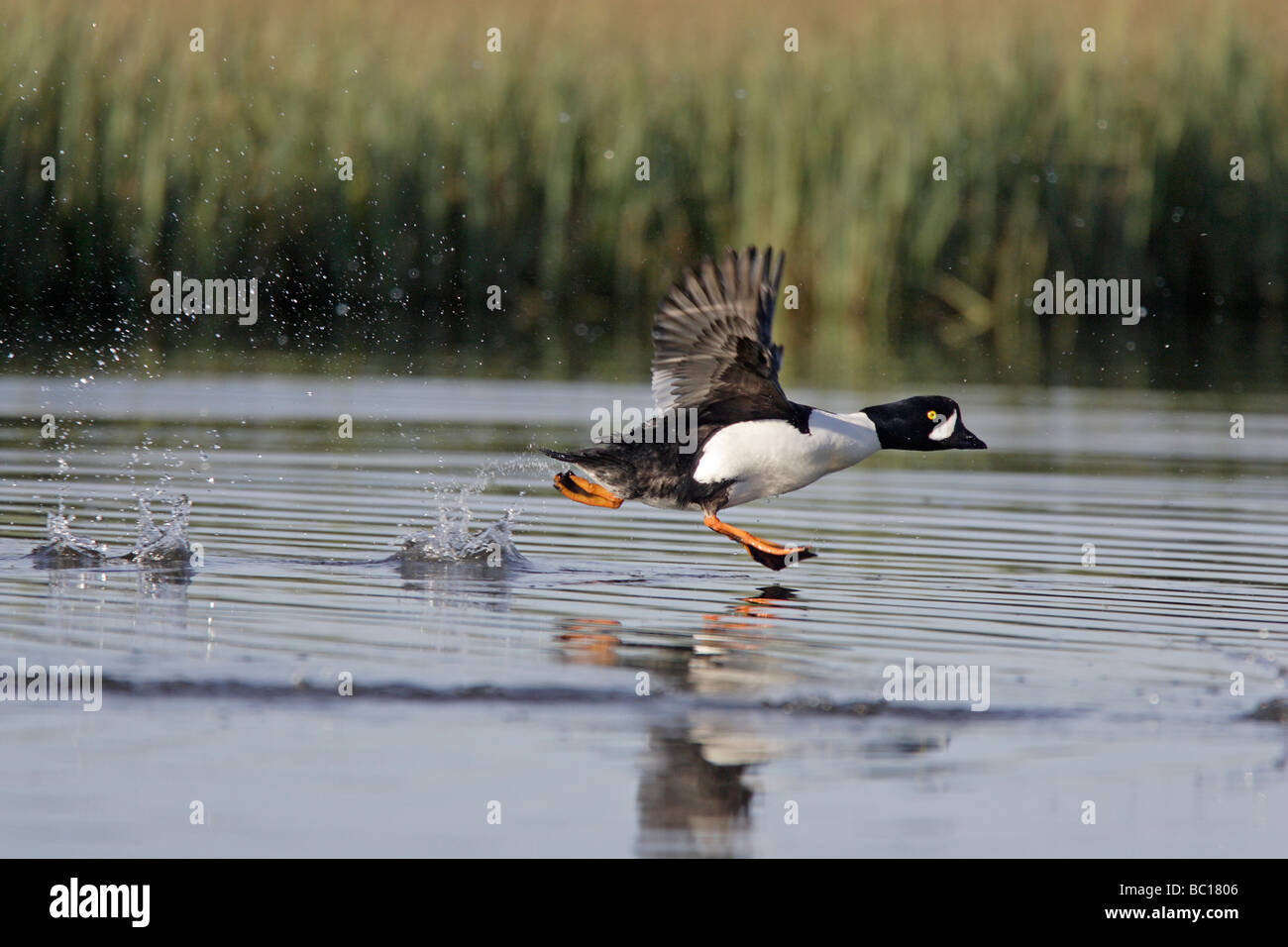 Male Barrow's Goldeneye taking off Stock Photo - Alamy