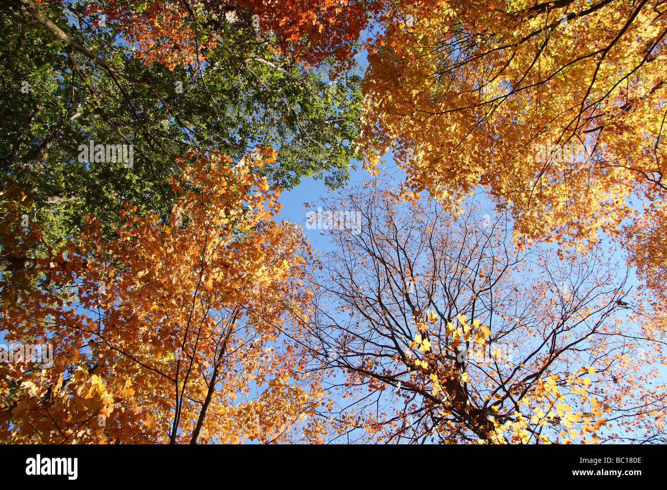 Fall Colors in the Forest Stock Photo - Alamy