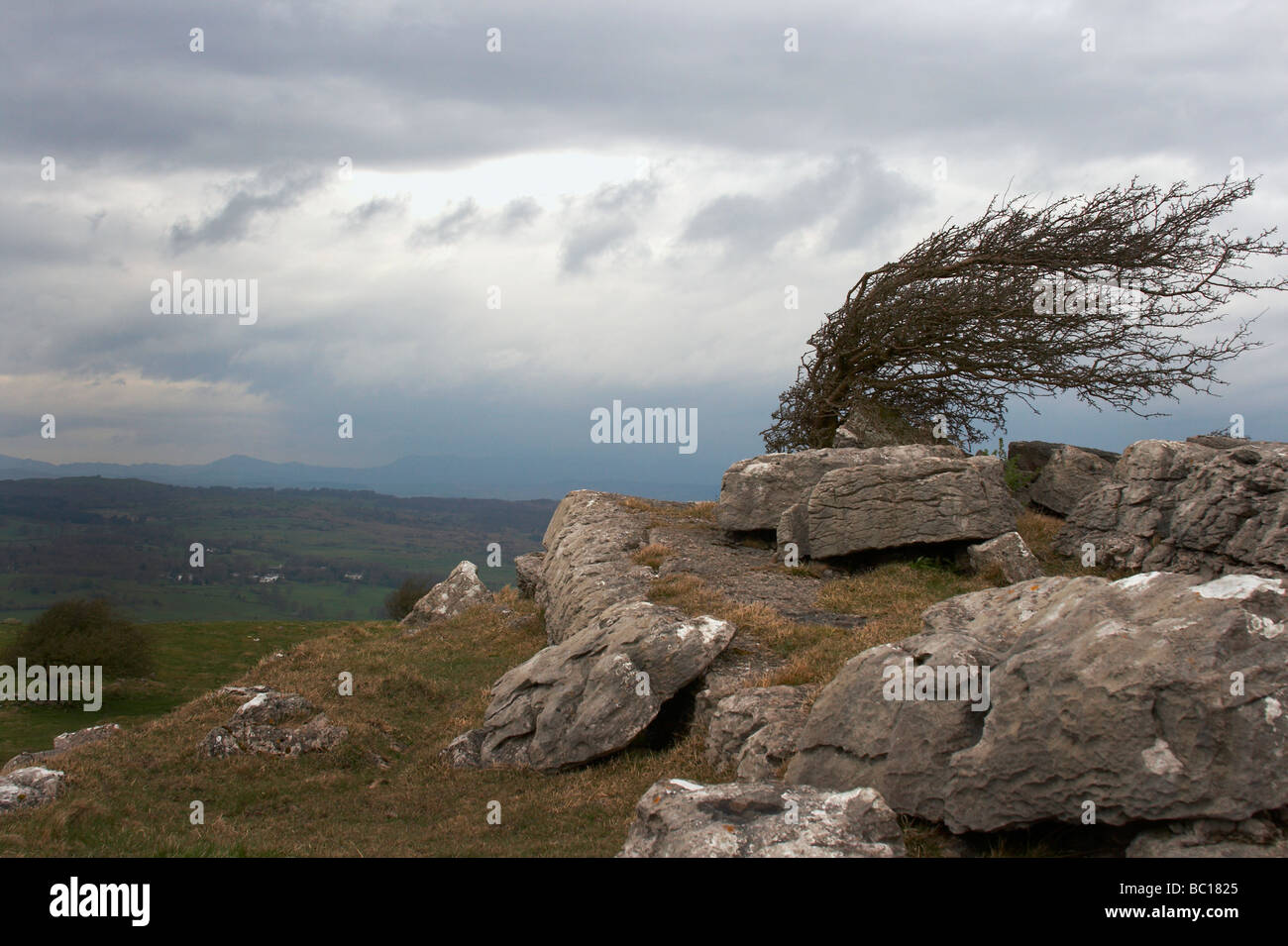 Wind swept tree hi-res stock photography and images - Alamy