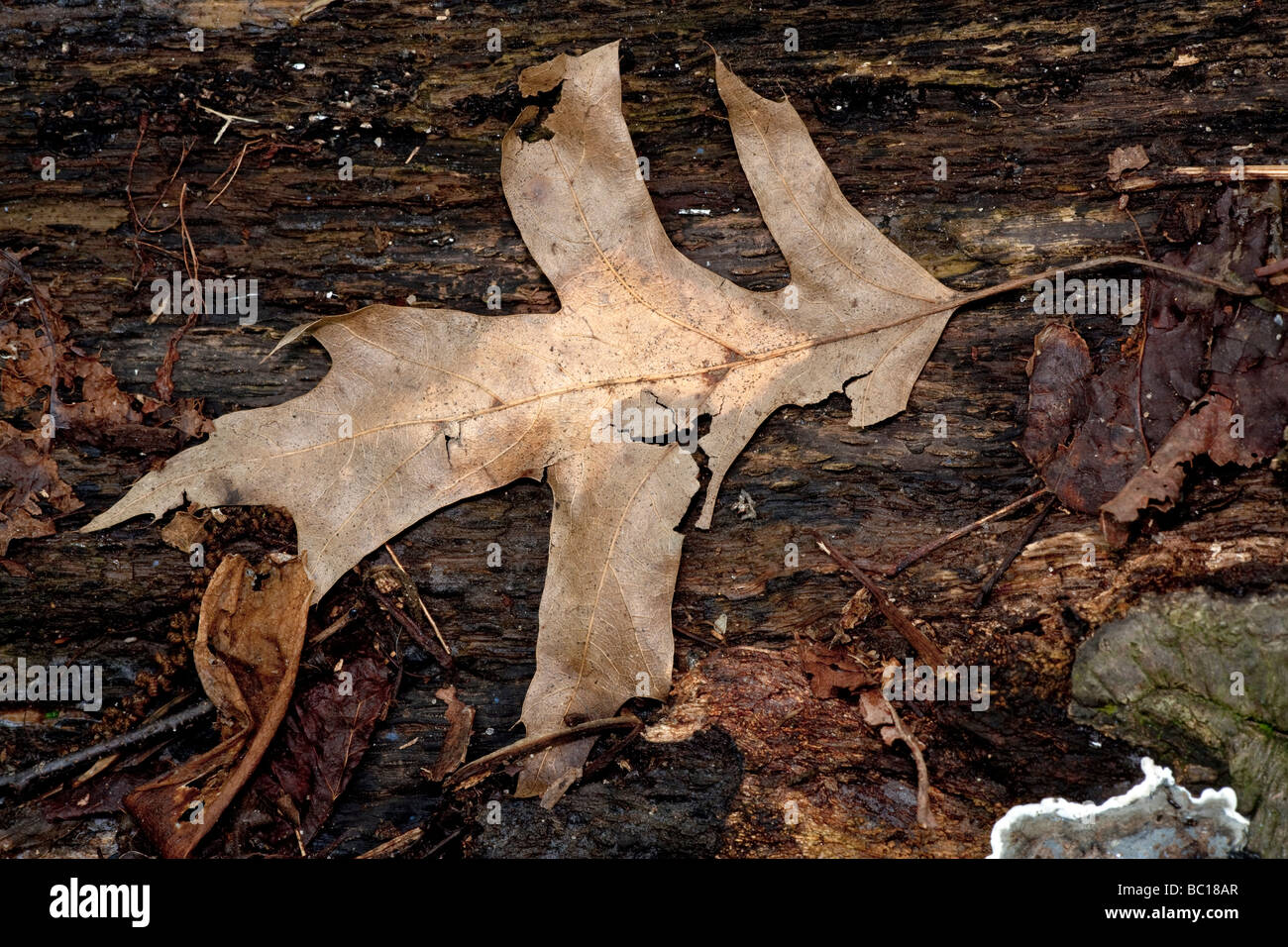 Decaying leaf hi-res stock photography and images - Alamy