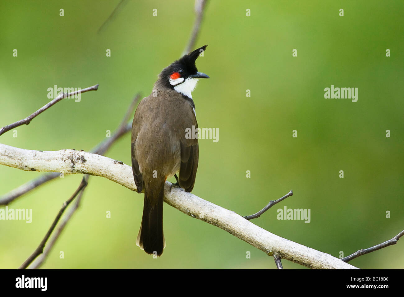 Red-whiskered bulbul, India Stock Photo - Alamy