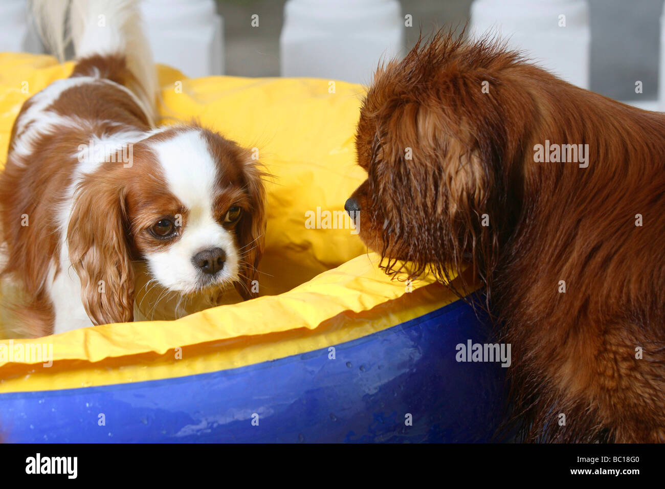 Cavalier King Charles Spaniel blenheim and ruby in paddling pool Stock ...