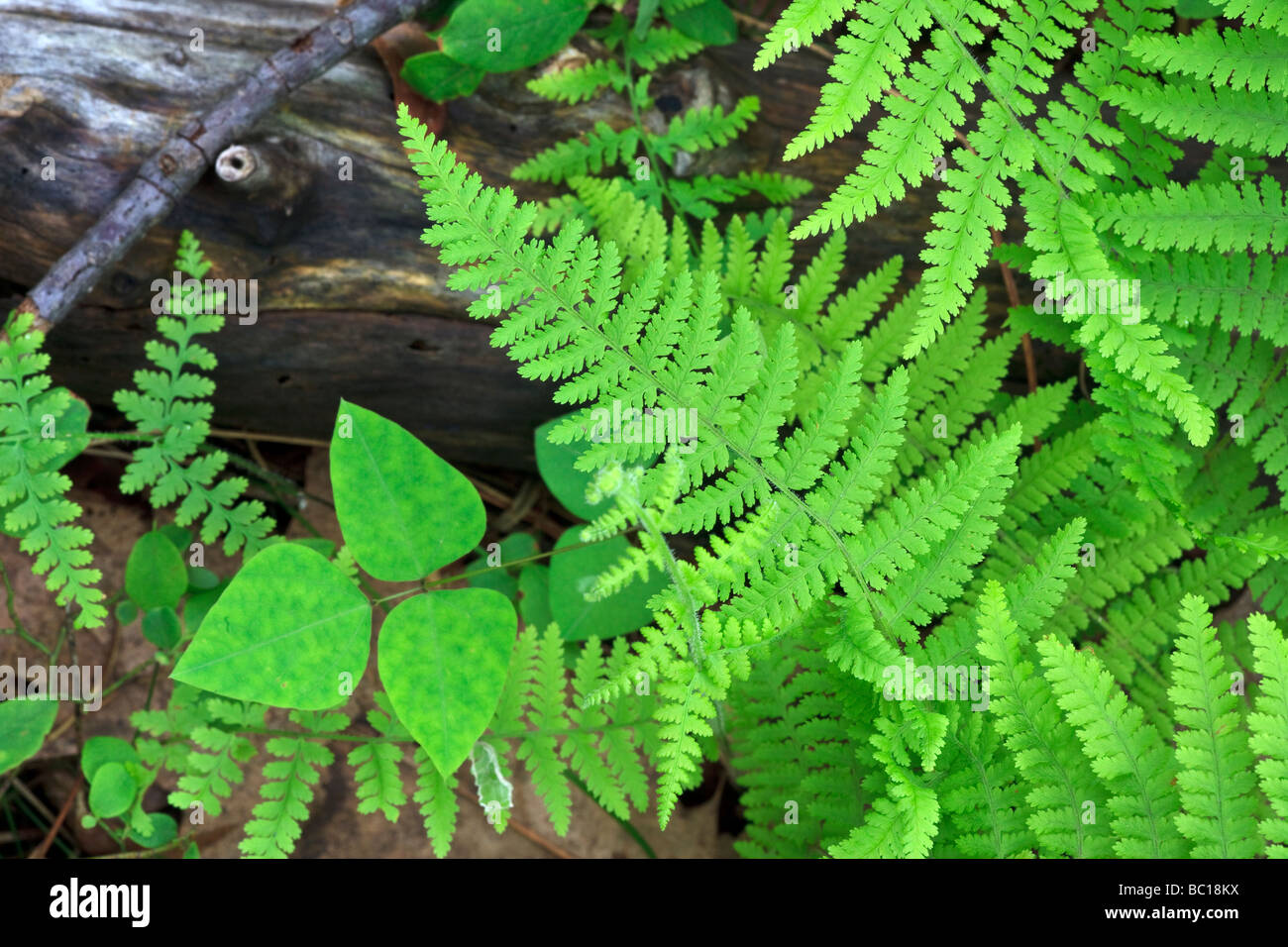 green fern Pteridophyta Stock Photo - Alamy