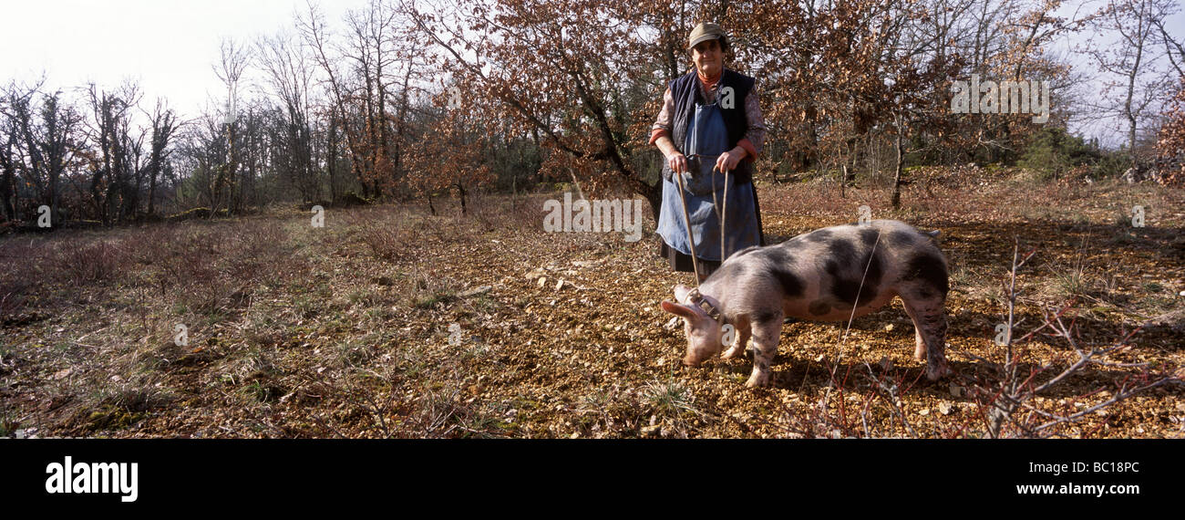 France, Lot, Causse de Limogne, Lalbenque, truffle harvesting, Marthe ...