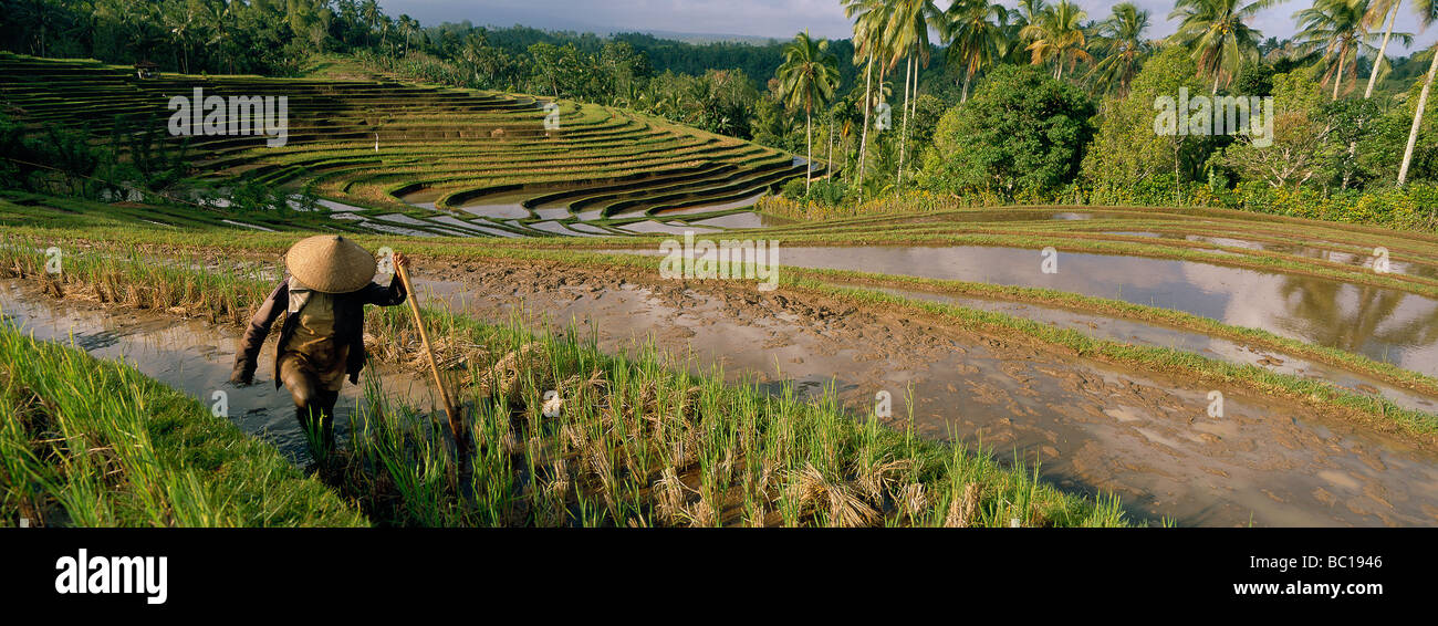 Indonesia, Bali, rice field Stock Photo - Alamy
