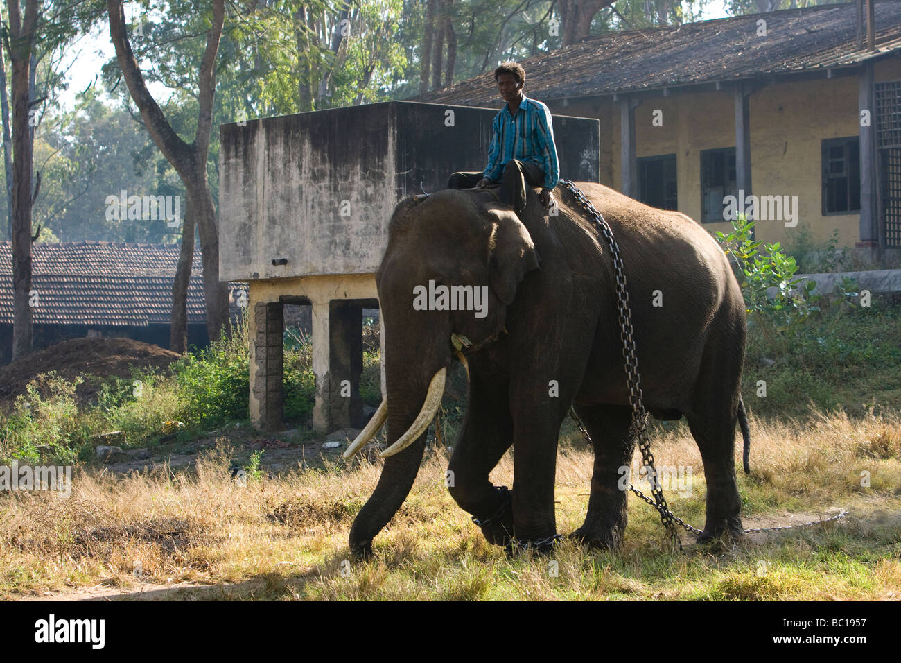 Indian man riding Indian elephant in village Stock Photo - Alamy