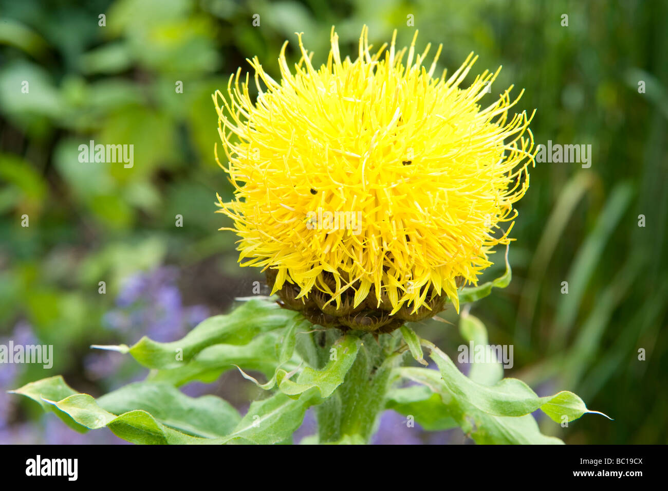 Yellow centaurea hi-res stock photography and images - Alamy