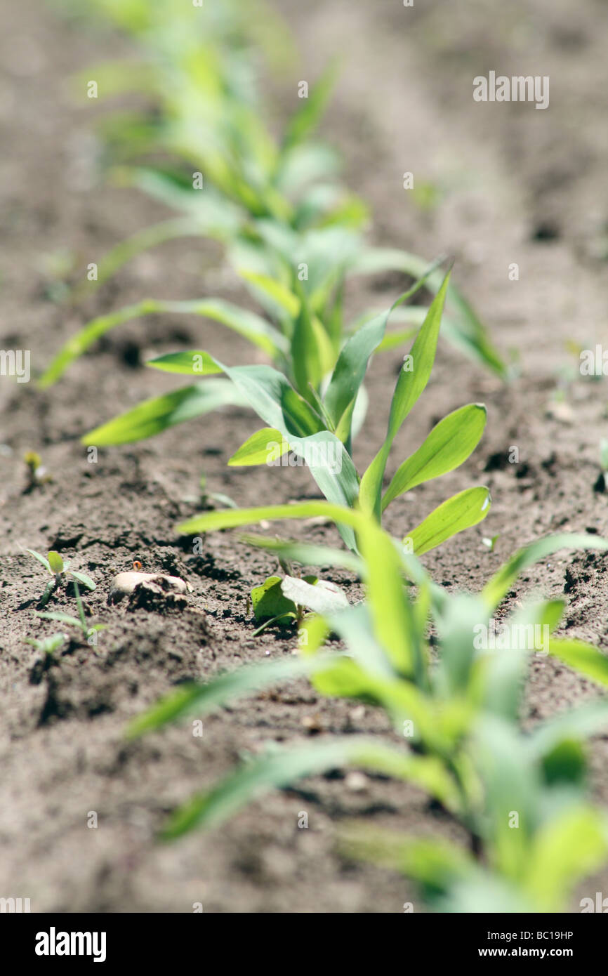 Row of Young Corn Plants Stock Photo - Alamy
