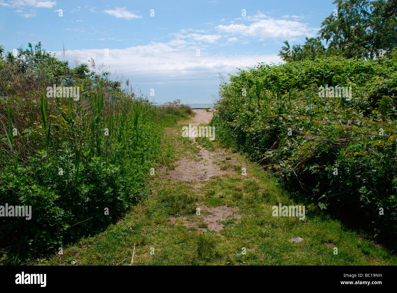 private beach path through shrubs weeds and sand appearing to go ...