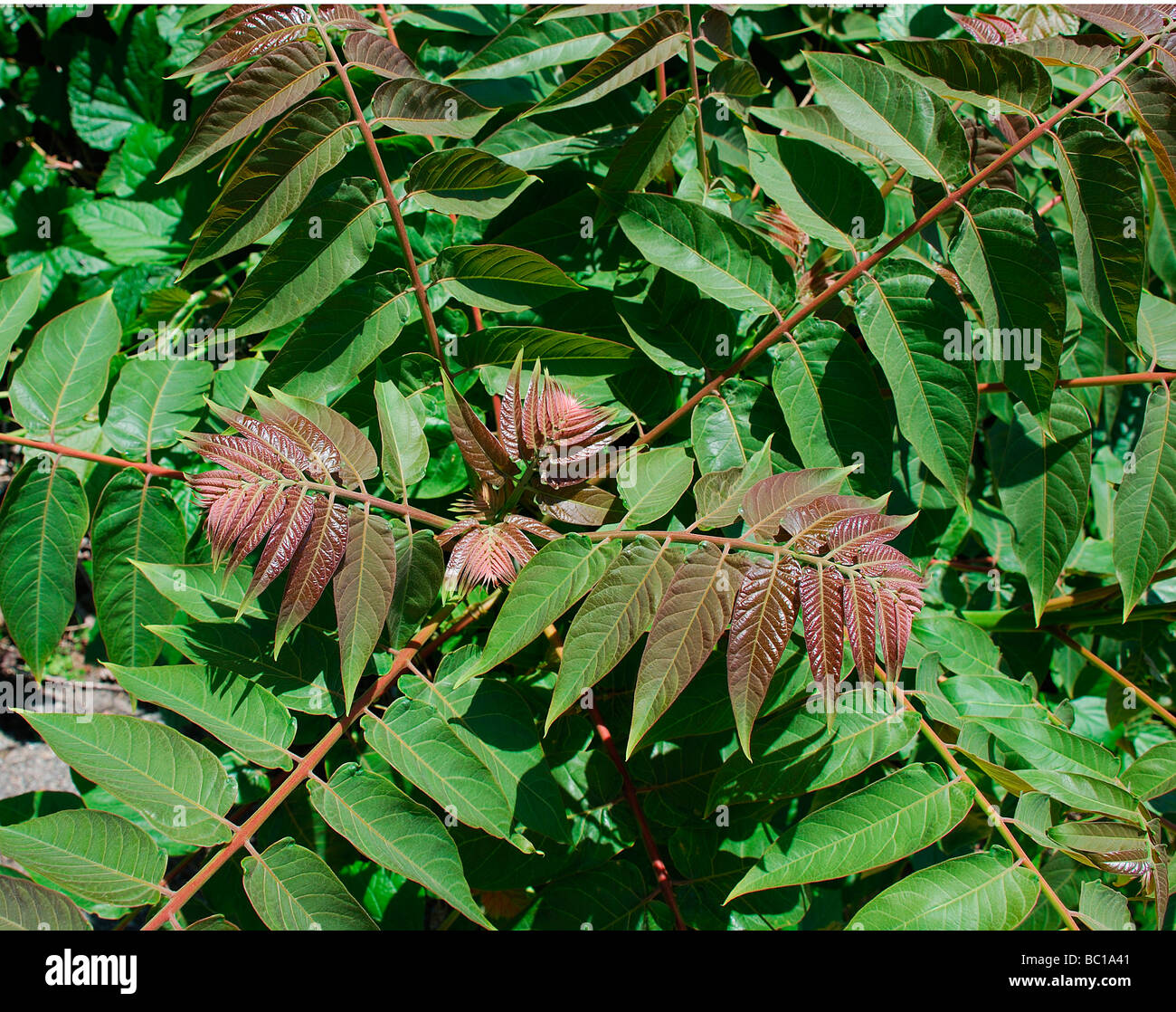 Ailanthus altissima tree of heaven stinktree close up leaf gland Stock ...