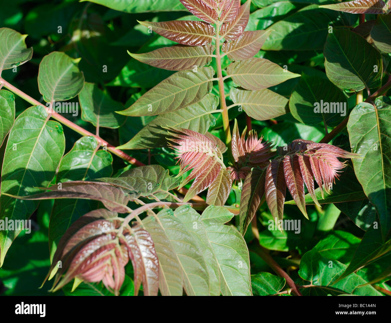 Ailanthus altissima tree of heaven or stinktree close up leaf gland ...