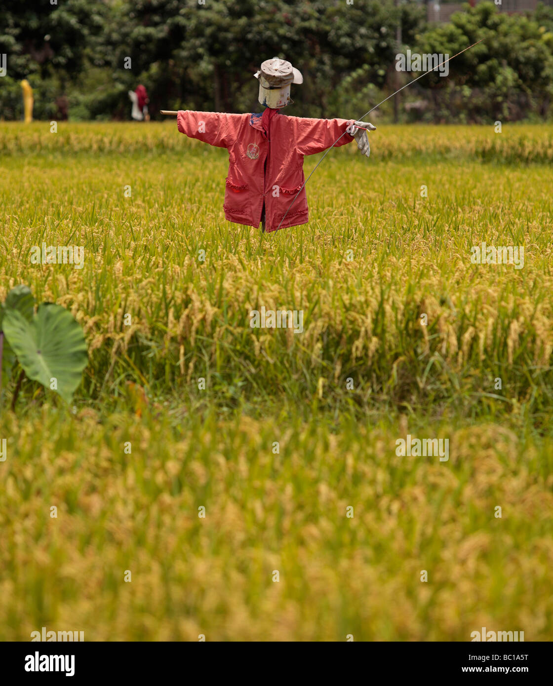 Straw scarecrow in rice field hi-res stock photography and images - Alamy