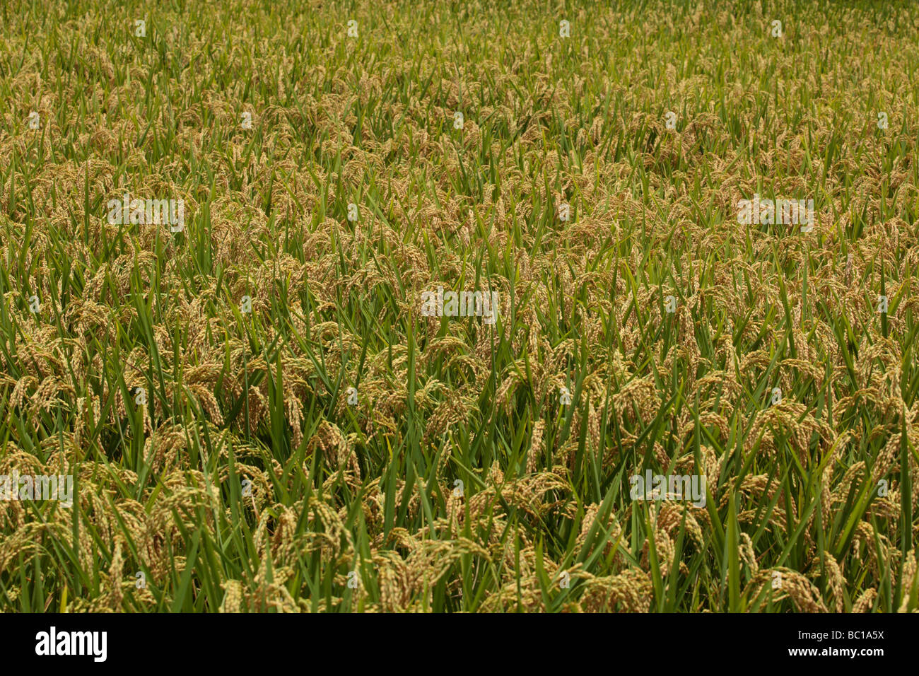 Rice grows in field Stock Photo - Alamy