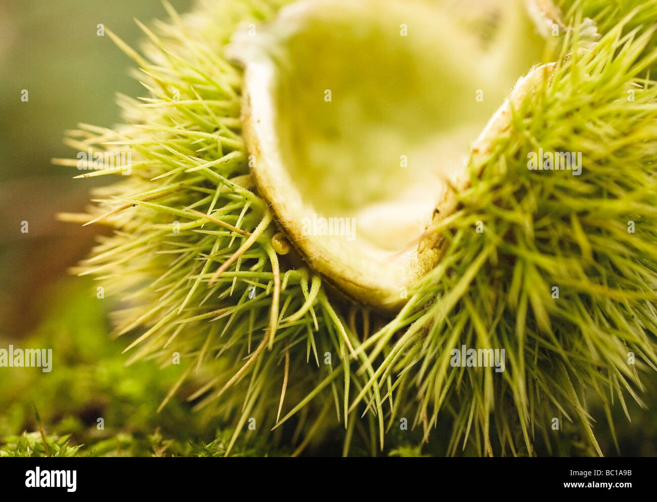 Conker in shell hi-res stock photography and images - Alamy