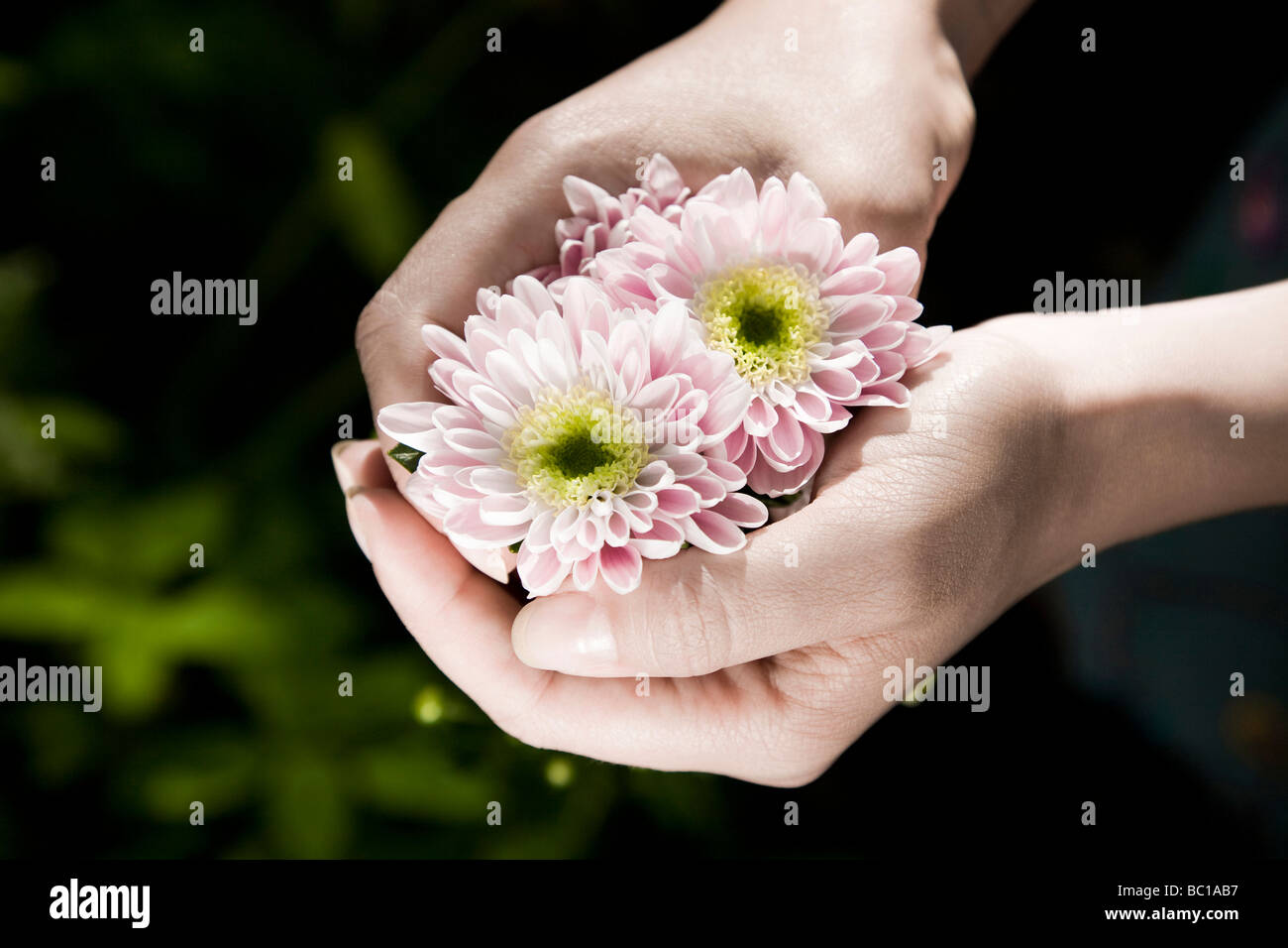 Hand With Flowers On Nature Background Stock Photo - Alamy