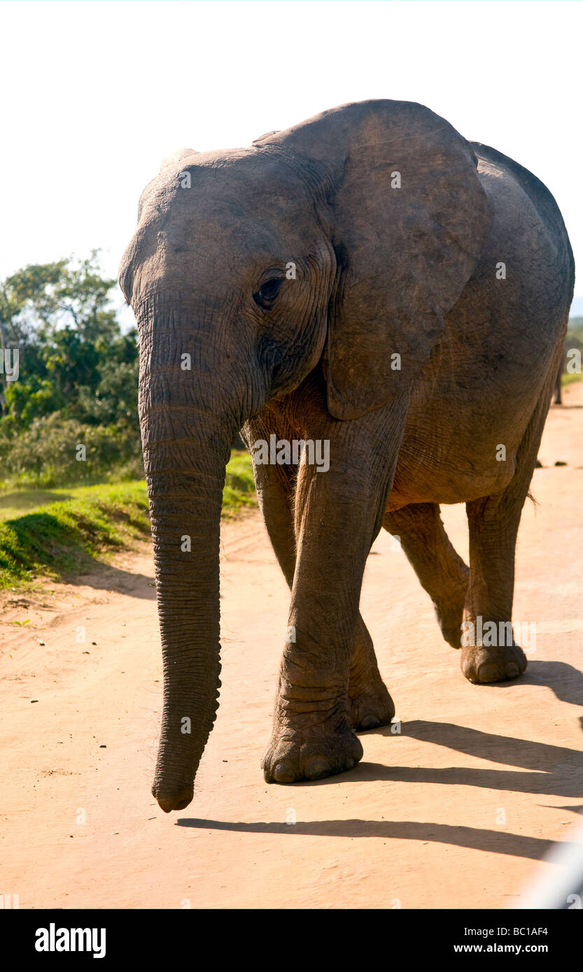 South Africa, Eastern Cape Province, Addo Elephant National Park ...