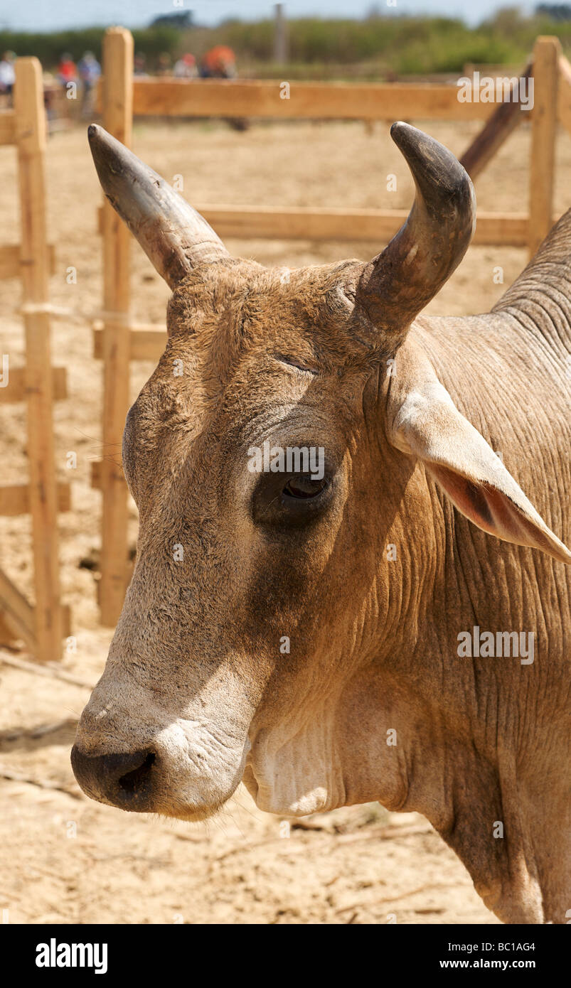 Rodeo del rio hi-res stock photography and images - Alamy
