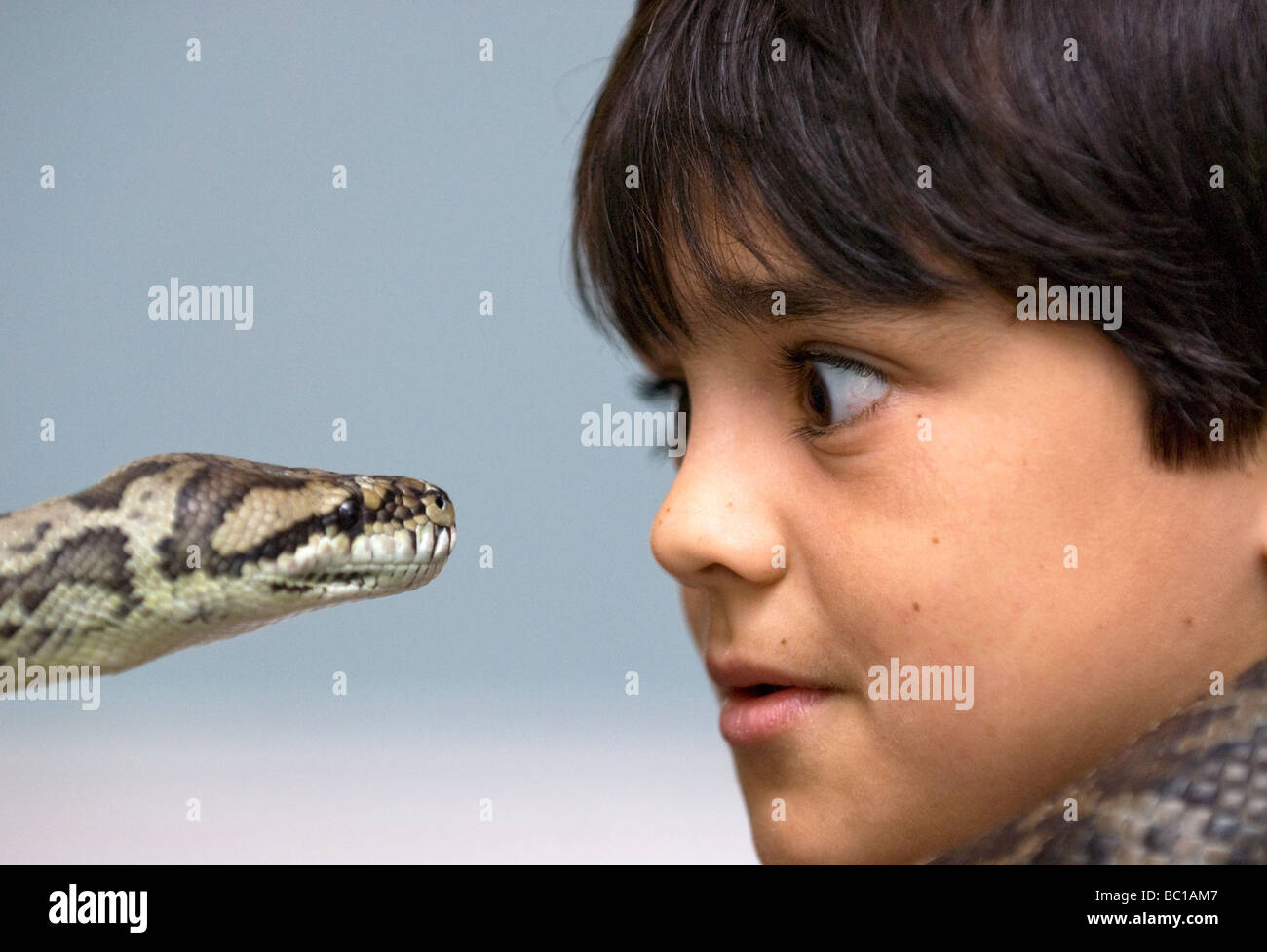 Boy with python hi-res stock photography and images - Alamy