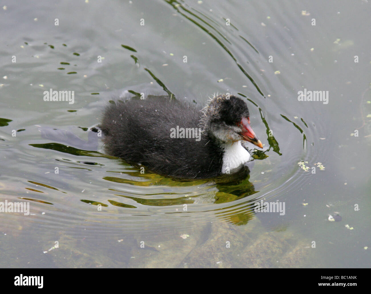 Young Eurasian Coot Chick, Fulica atra, Rallidae Stock Photo - Alamy